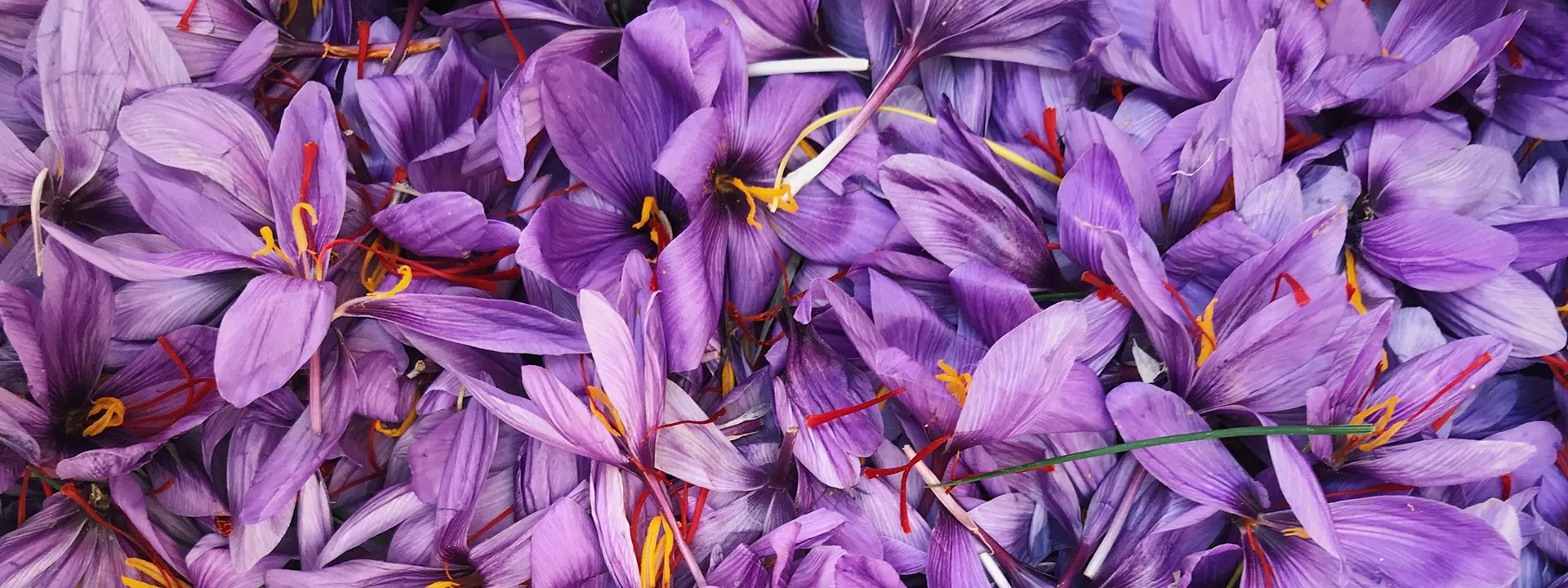 Cultivating Success: Parnia Saffron | Empowered Startups